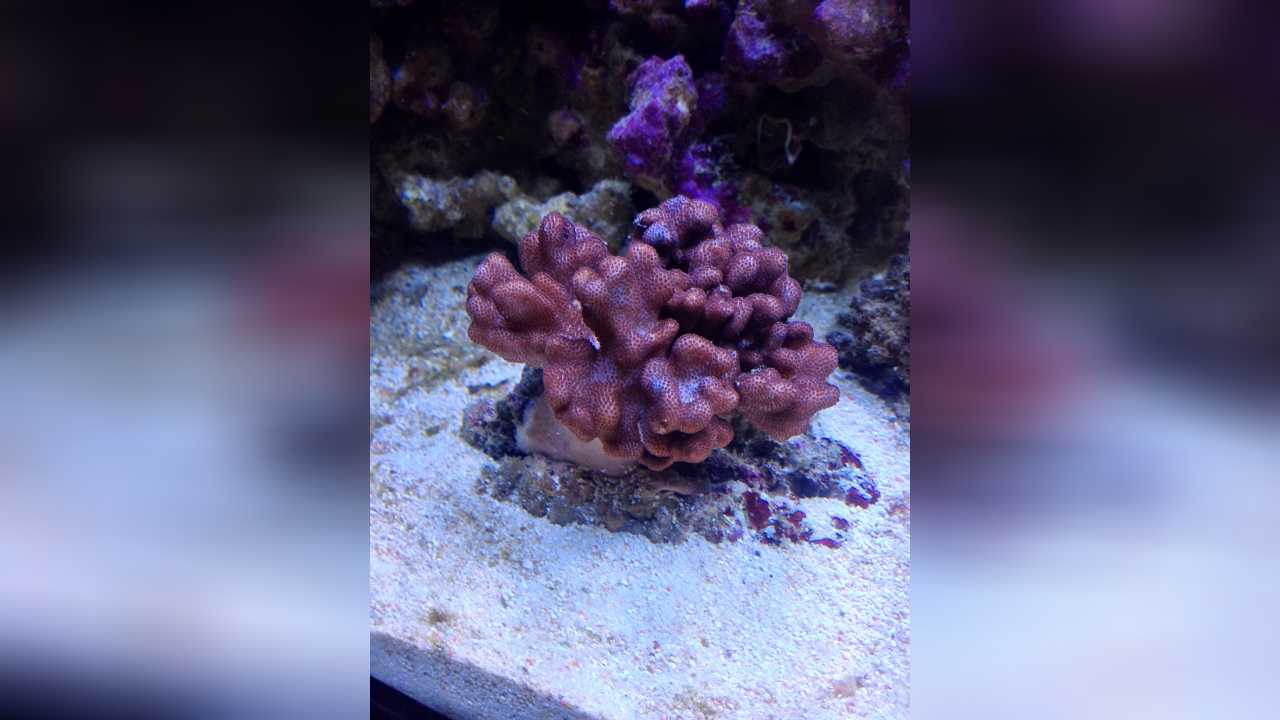 Sinularia sp. 16 Blushing Finger Leather Coral, Blushing Coral,Colt Coral