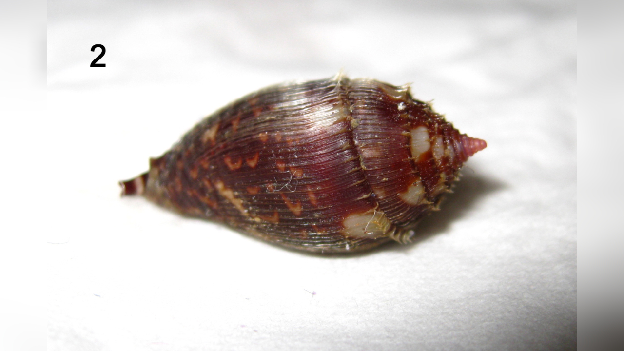 Pyrene punctata Gepunktete Täubchen-Schnecke