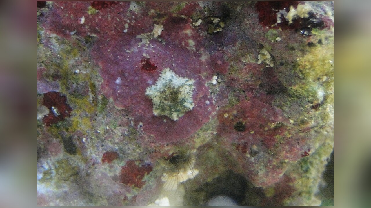 Asterina sp. 01