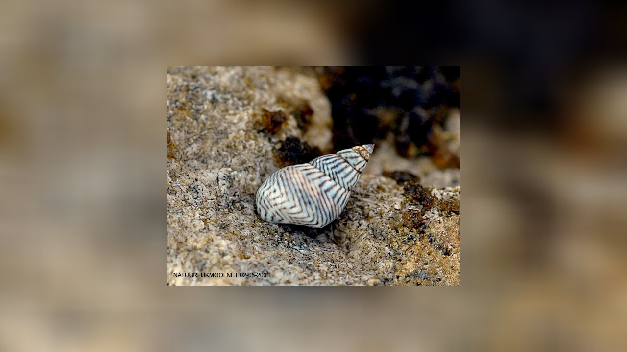 Echinolittorina ziczac zebra periwinkle