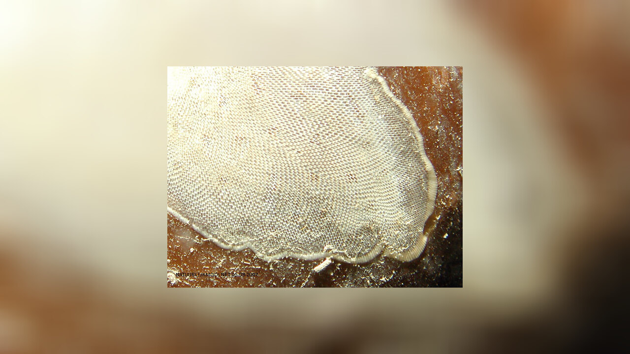 Membranipora membranacea Seerinde