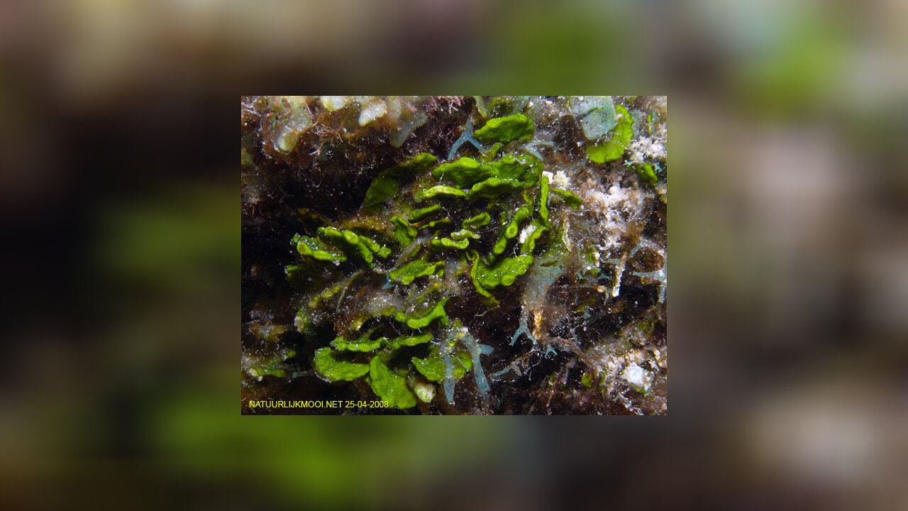 Halimeda opuntia Prostrate sea cactus