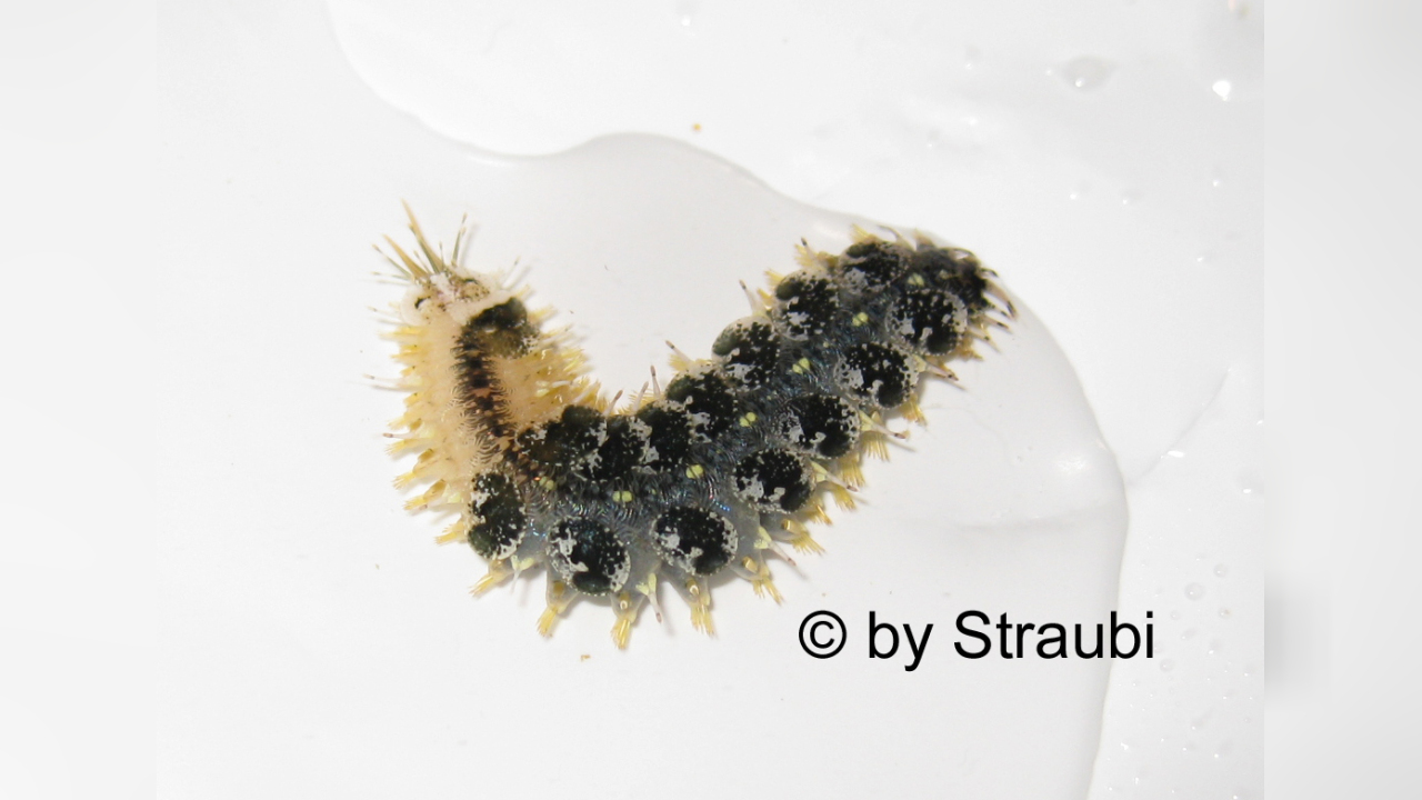 Lepidonotus sp.01 scale worm