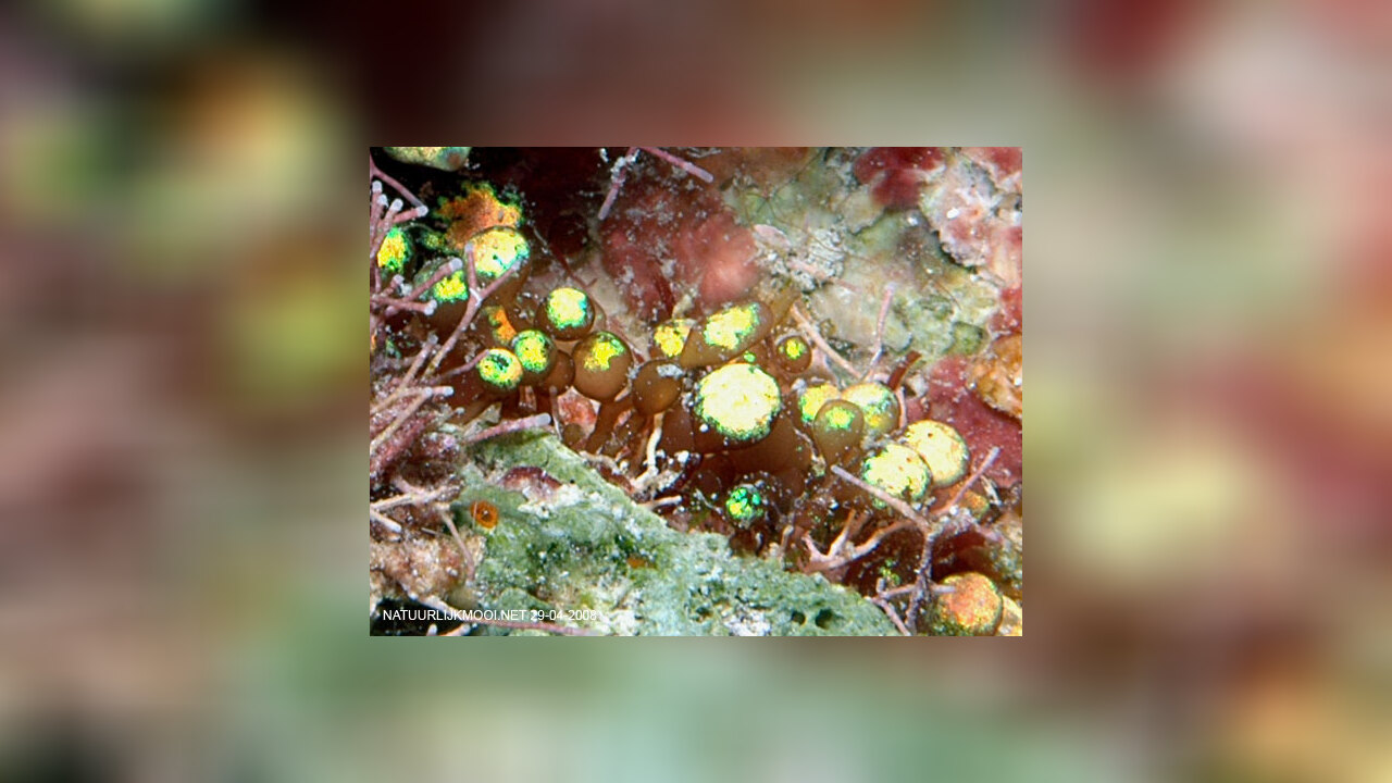 Botryocladia skottsbergii Red Valonia