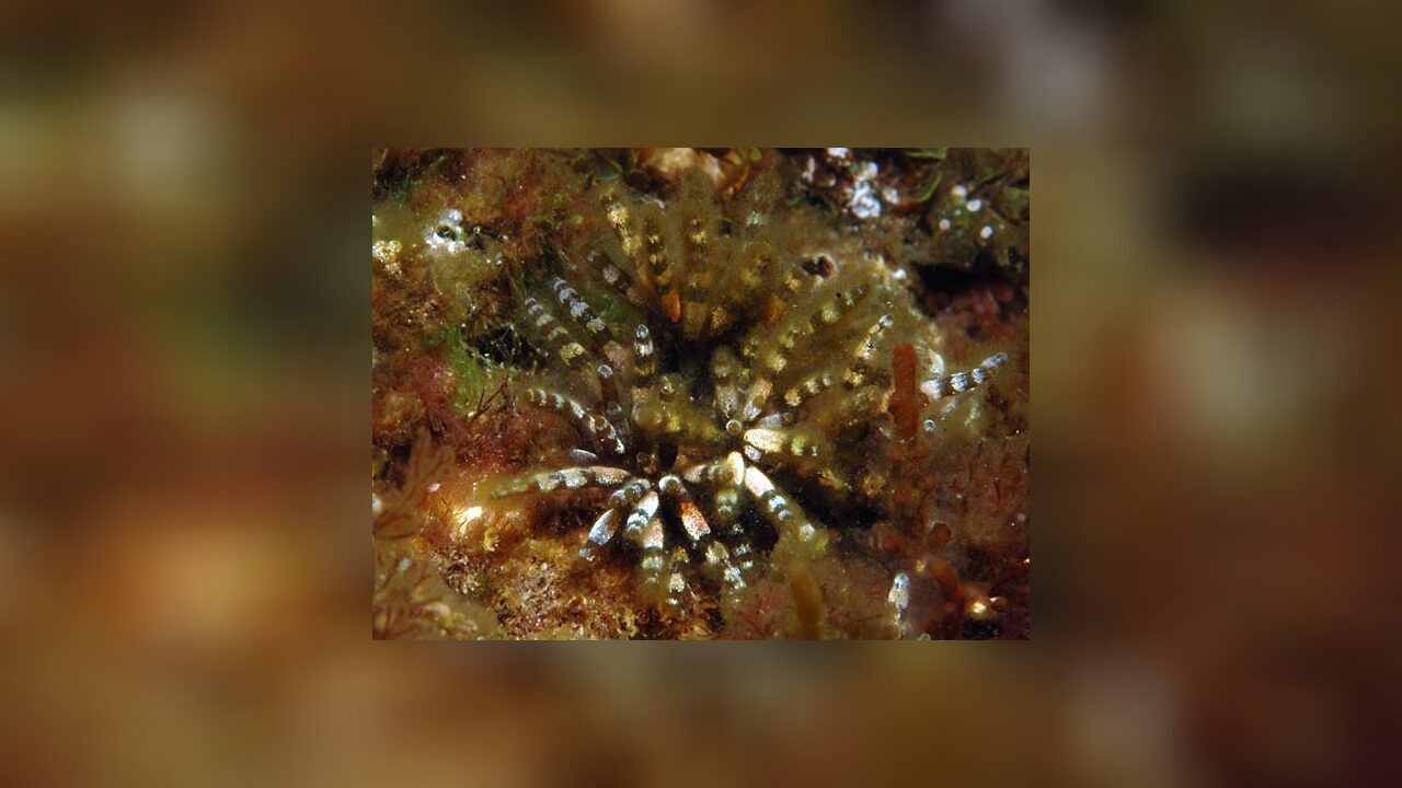 Champia parvula Barrel Weed