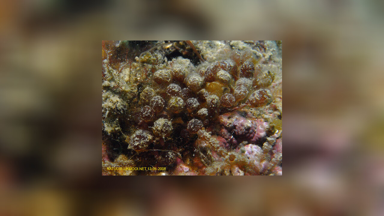 Botryocladia skottsbergii Red Valonia