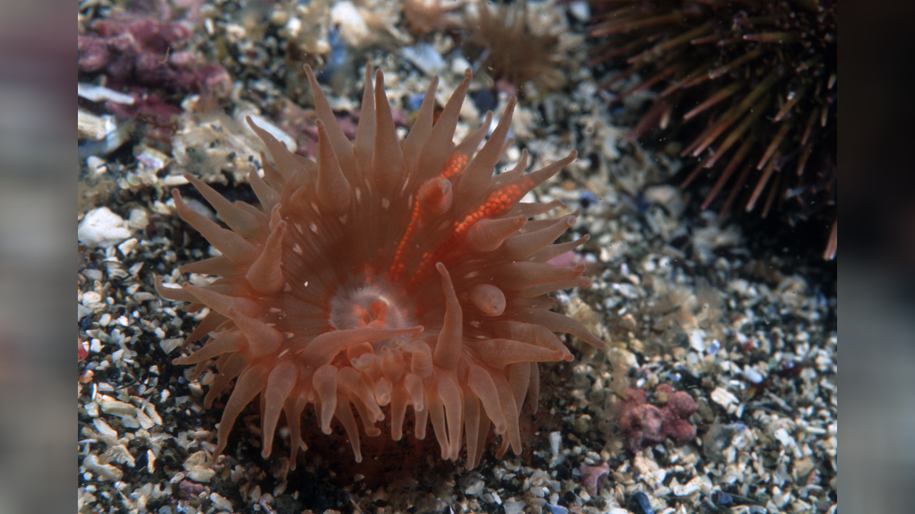 Anemonia mutabilis Seeanemone
