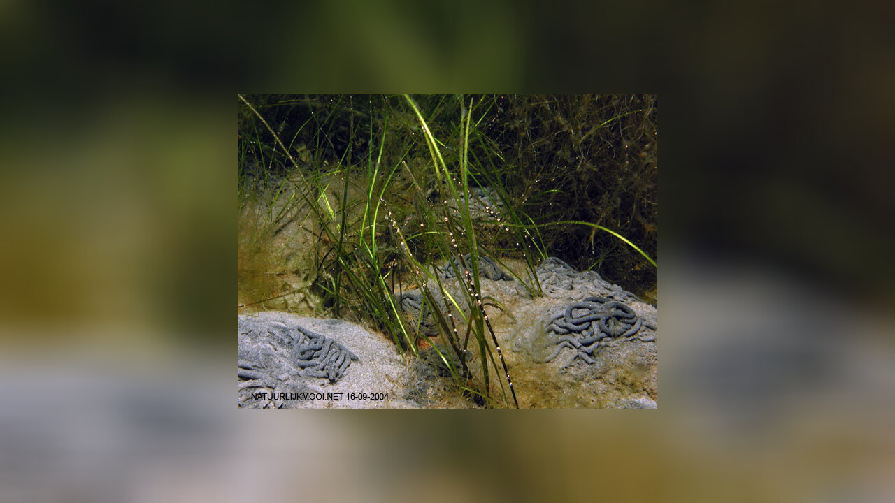 Zostera marina Gemeines Seegras, echtes Seegras