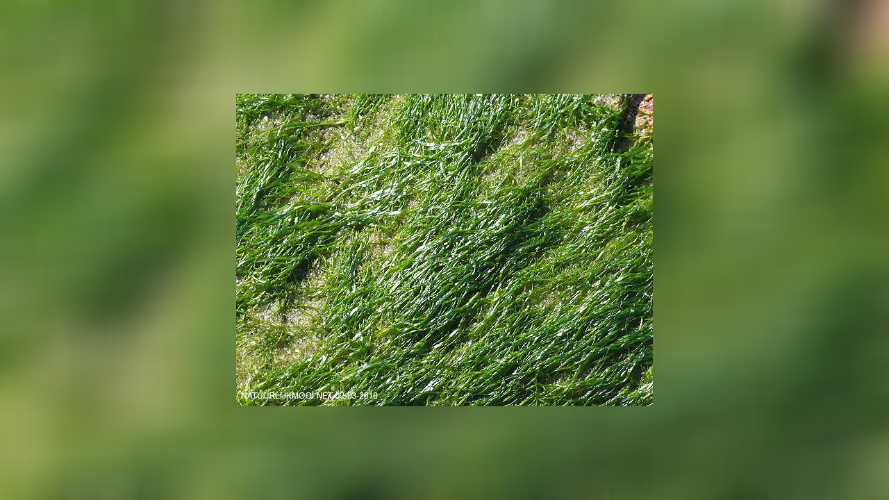 Ulva compressa Grünalge