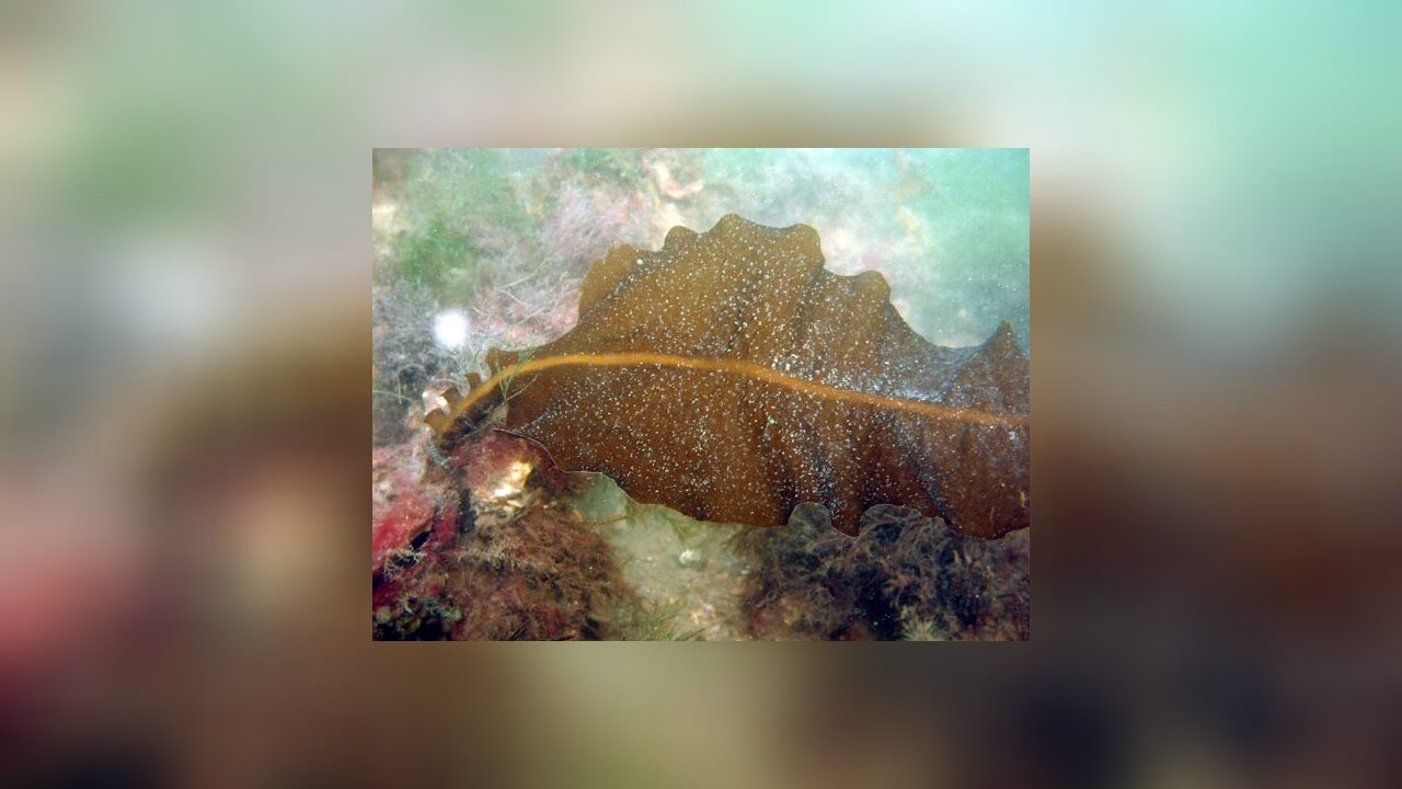 Undaria pinnatifida Wakame