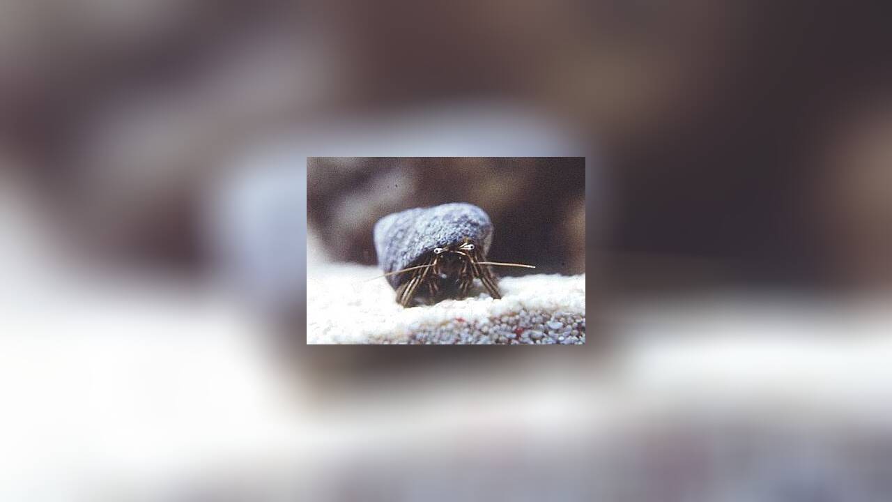 Clibanarius signatus Gestreifter Einsiedler