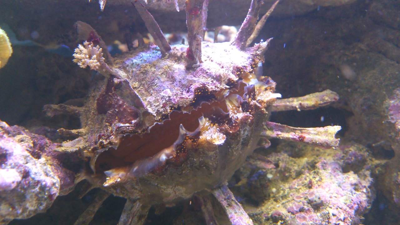 Spondylus sp. 01 Thorny Oyster