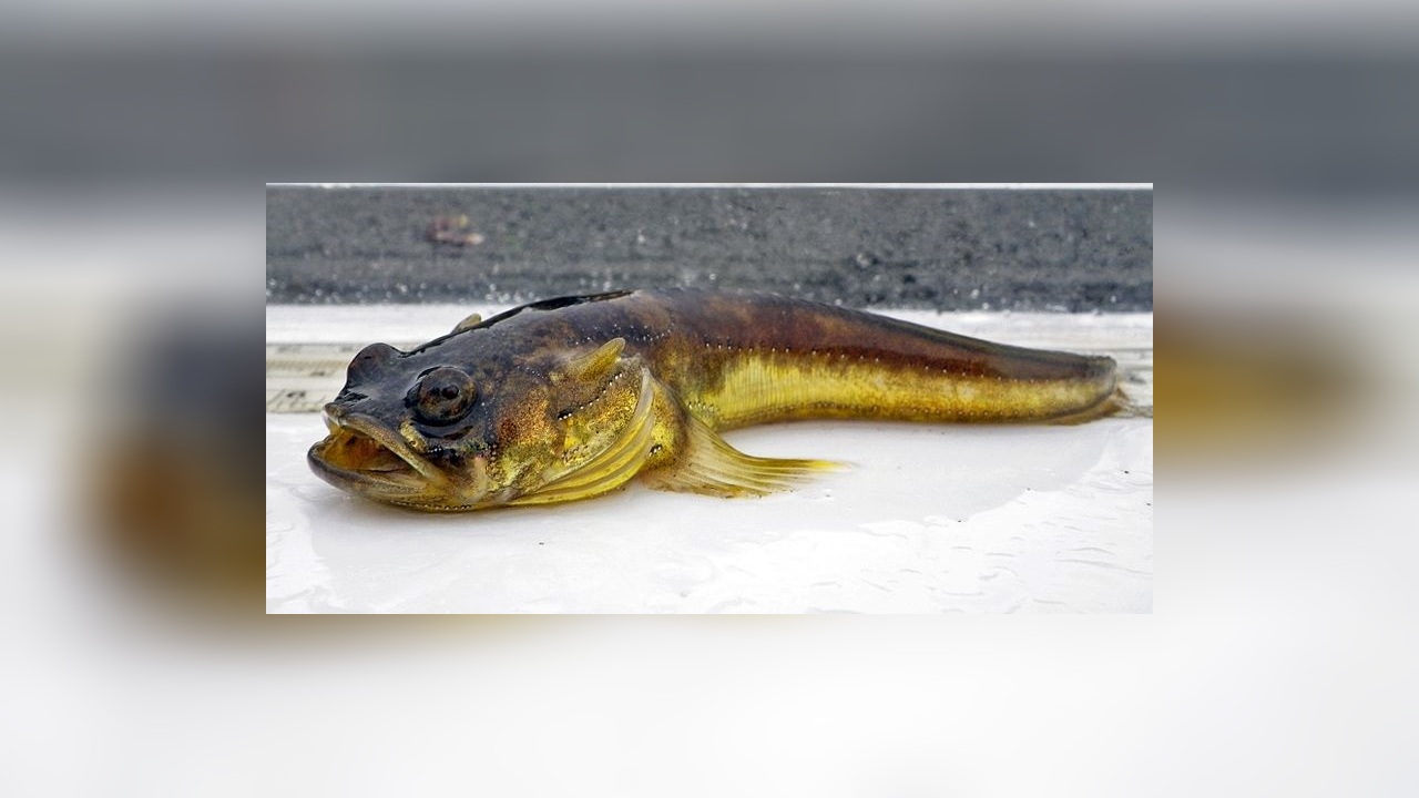 Porichthys notatus Plainfin midshipman