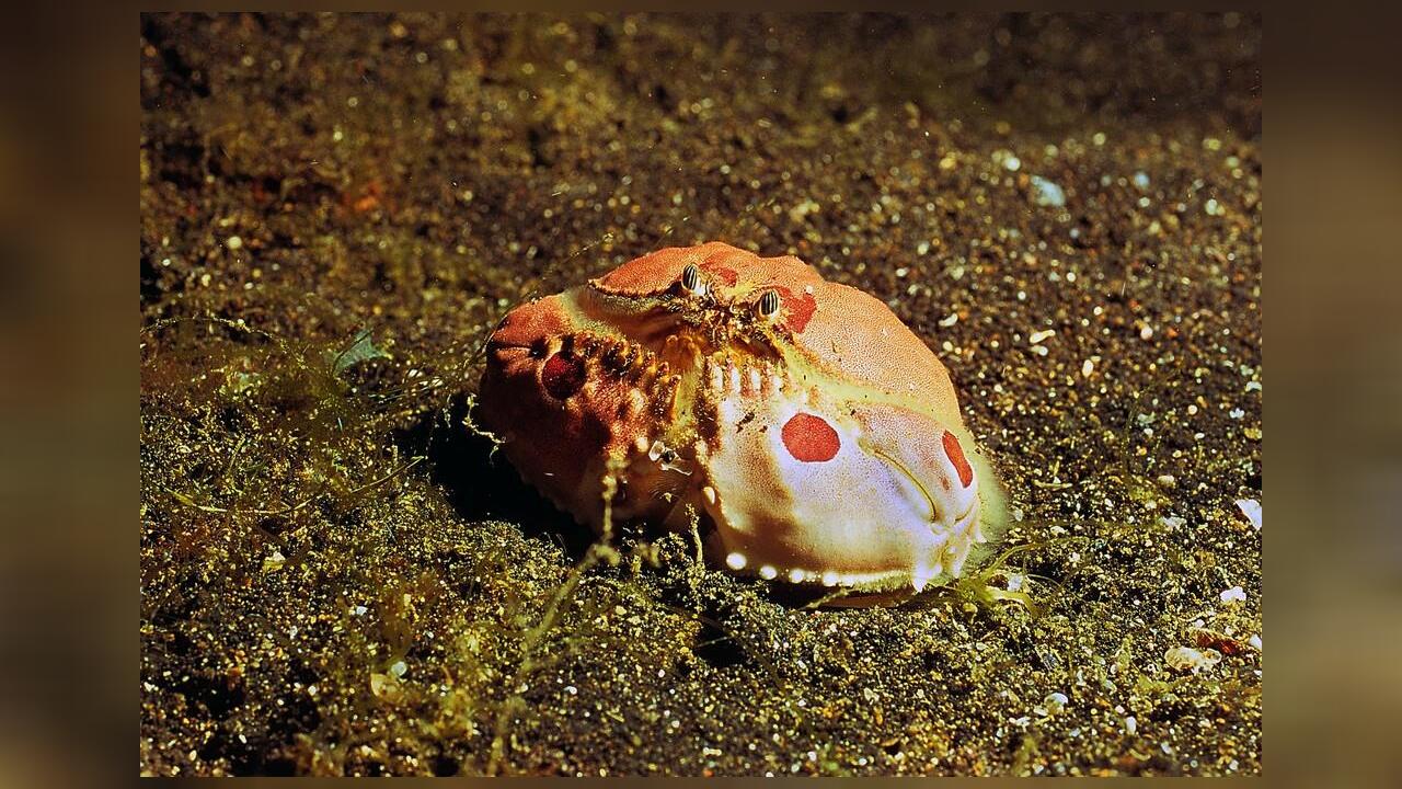 Calappa philargius spectacled box crab, Spotted Box Crab