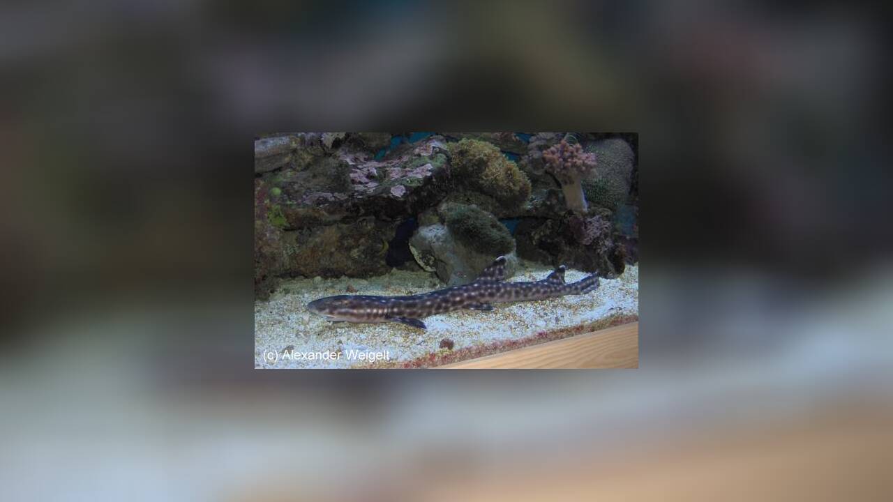 Atelomycterus macleayi Australian marbled catshark