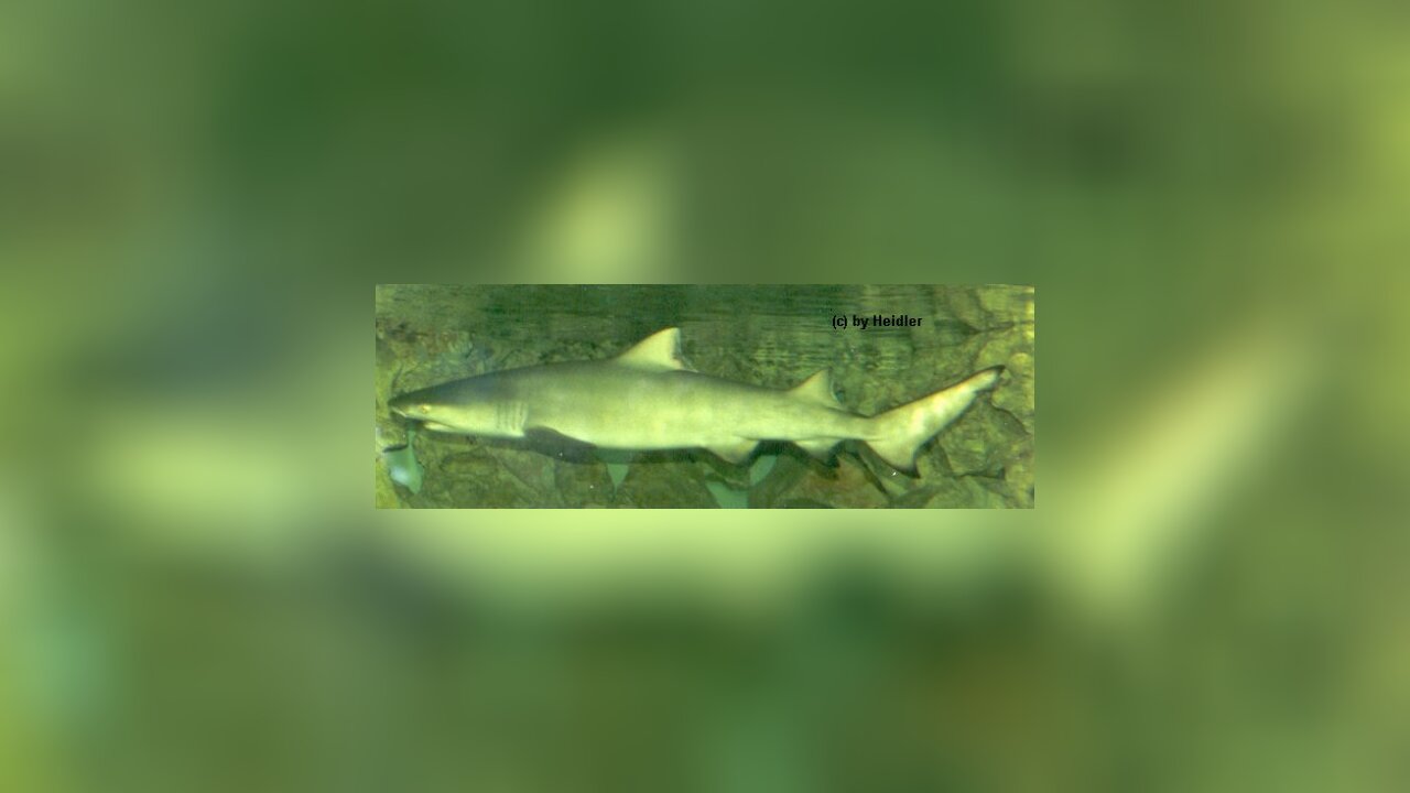 Negaprion acutidens Sicklefin Lemon Shark, Sharptooth Lemon Shark ...