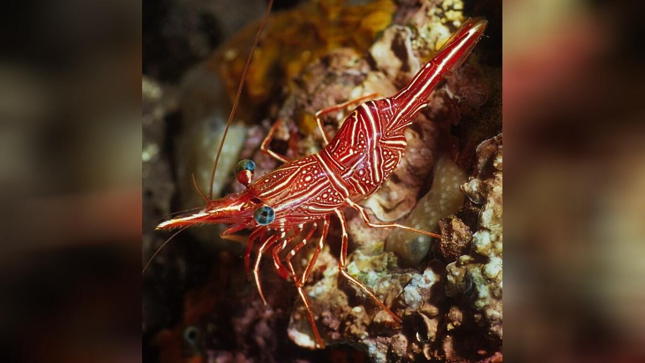Rhynchocinetes durbanensis Pepermint Hingeback Shrimp, Dancing Shrimp
