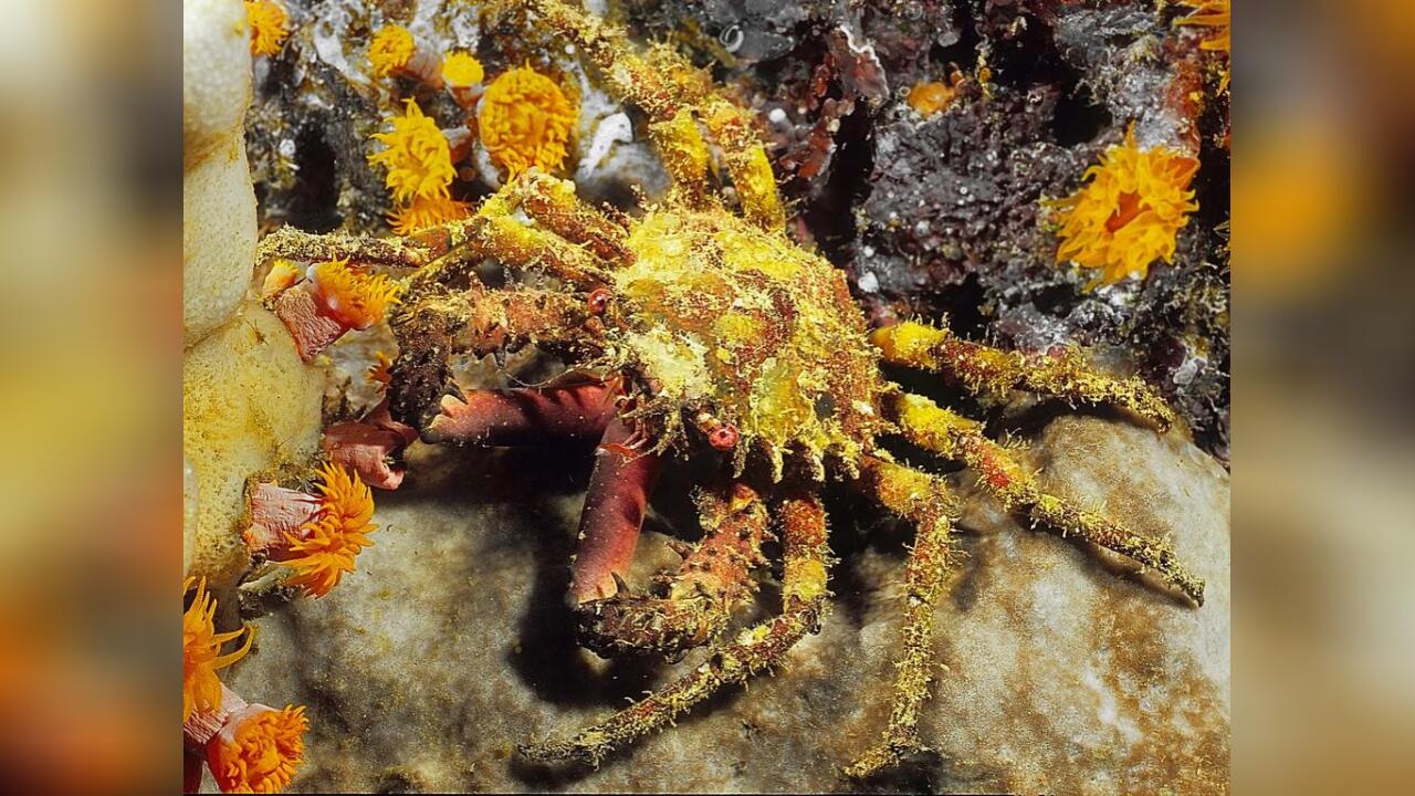 Schizophrys aspera Common Decorator Crab