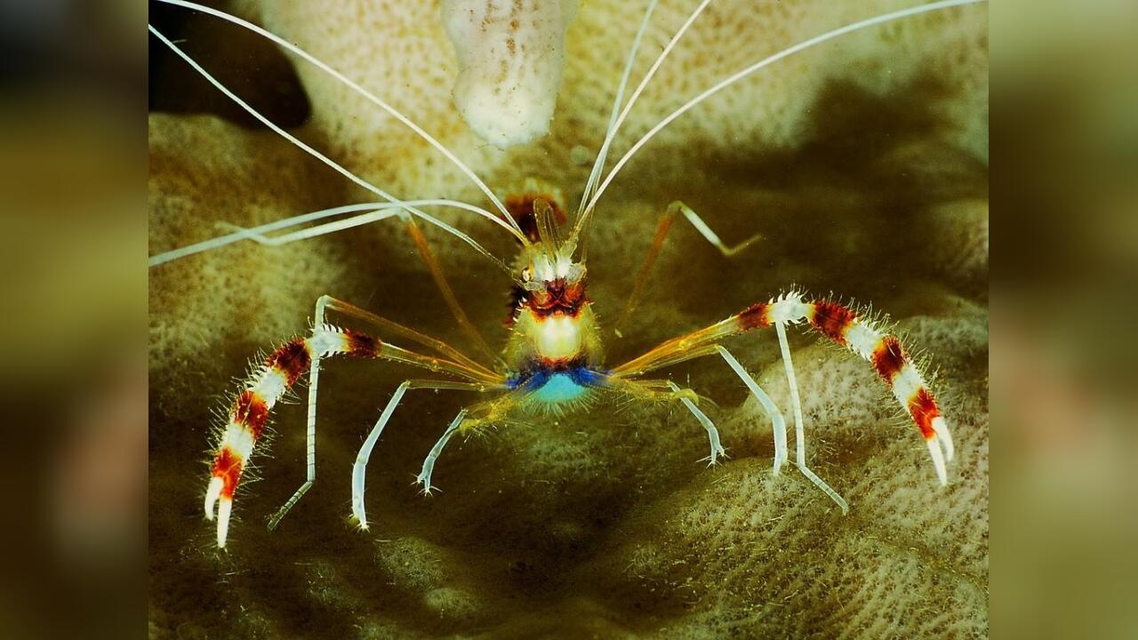 Stenopus hispidus Gebänderte Scherengarnele