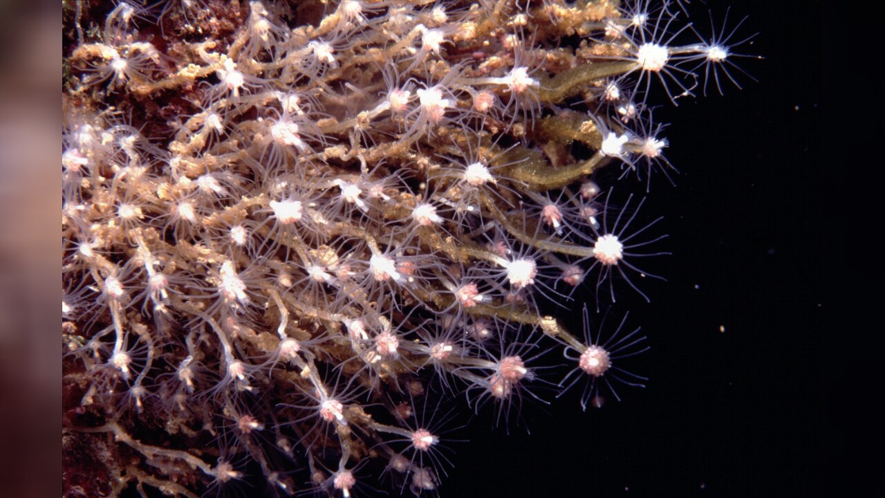 Ectopleura crocea Pink Mouth Hydroid, Pinkmouth Tubularian