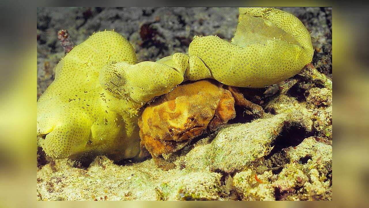 Tumidodromia dormia Common sponge crab