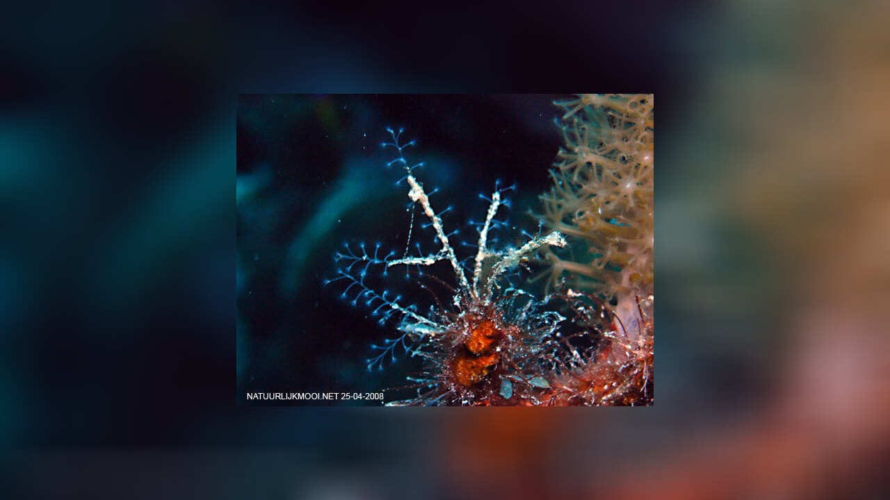 Nemalecium lighti Hydrozoon