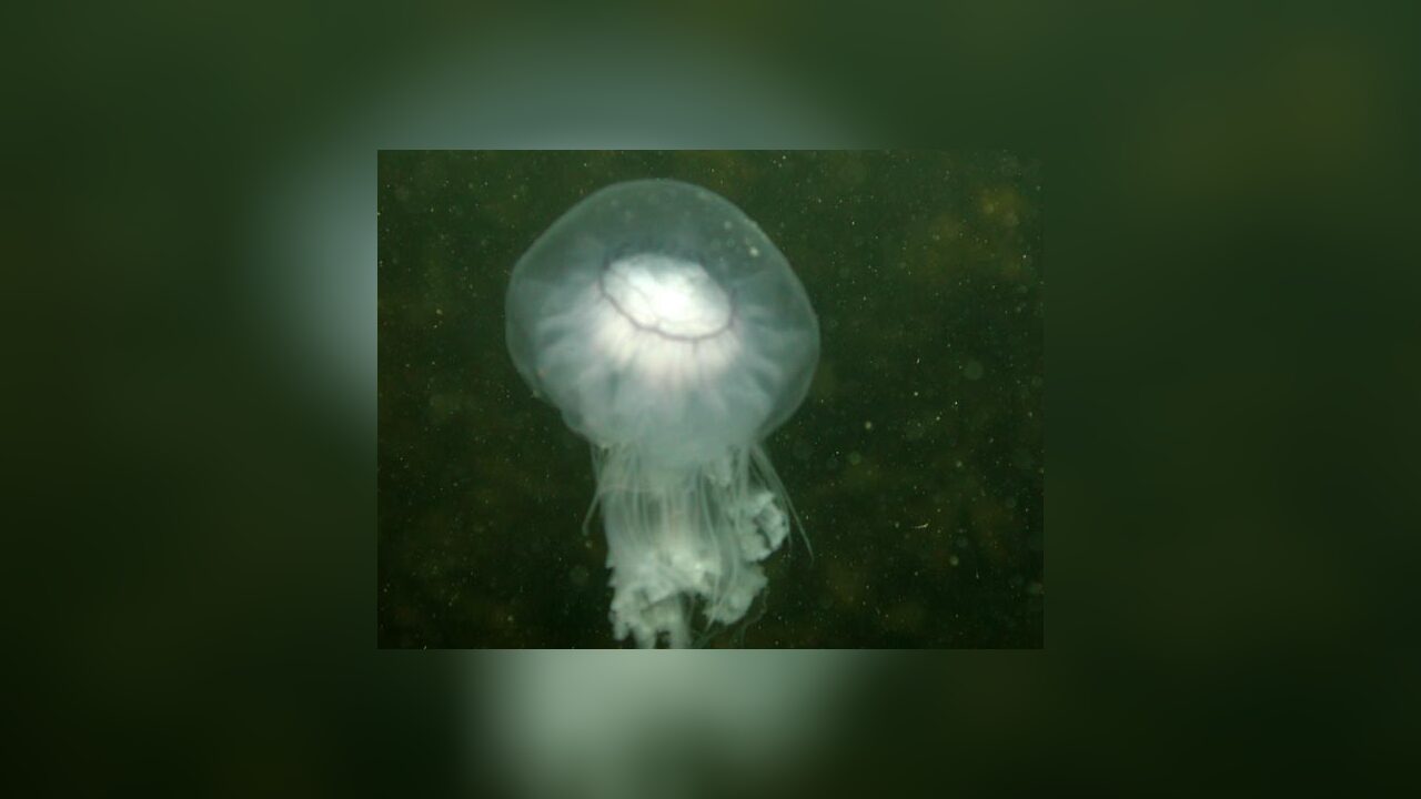 Cyanea lamarckii Blue hair jellyfish