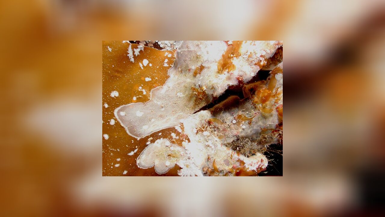 Membranipora membranacea Seerinde