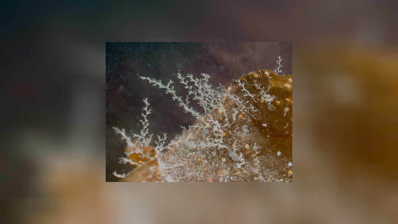 Obelia geniculata Knotted Thread Hydroid