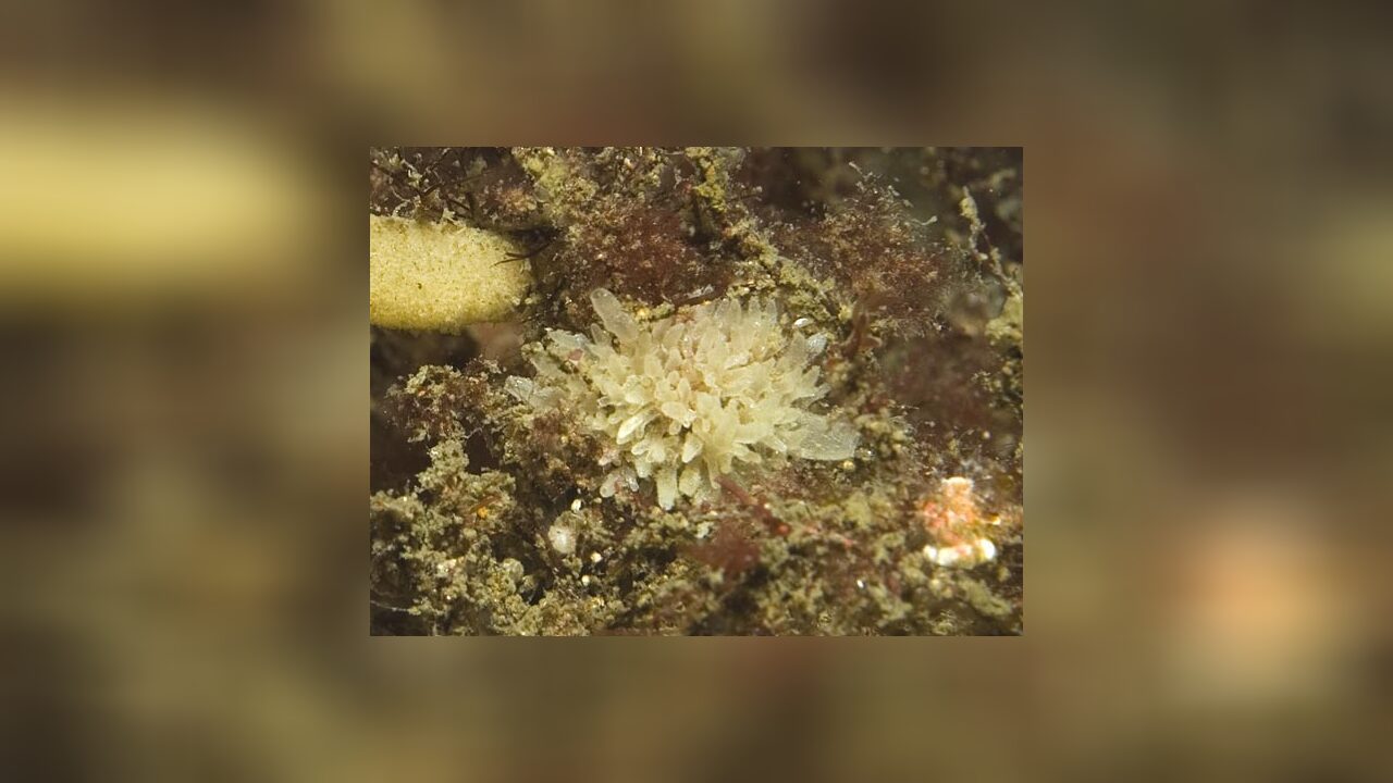 Leucosolenia botryoides Orange pipe sponge, Leucosolenia sponge