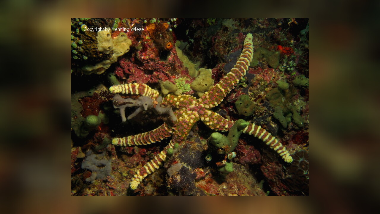 Echinaster callosus banded bubble star, Warty sea star, Lumpy sea star