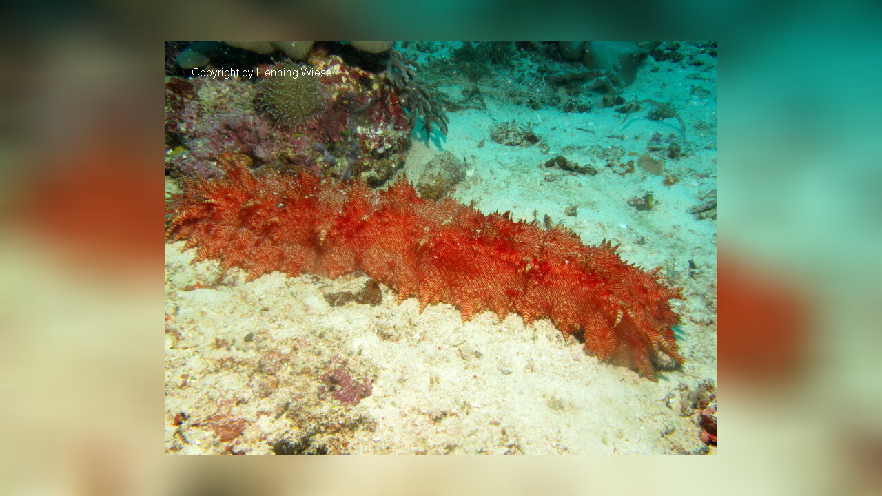 Thelenota rubralineata Rot-gestreifte Seewalze