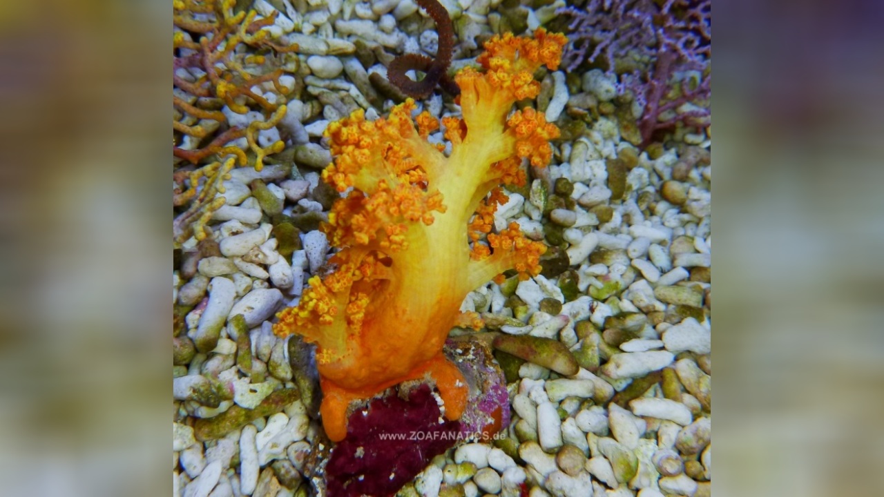 Scleronephthya sp. 01 Scarlet Mouthed Soft Coral