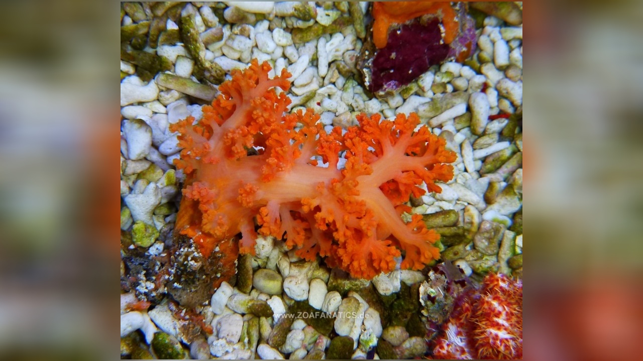 Scleronephthya sp. 01 Scarlet Mouthed Soft Coral