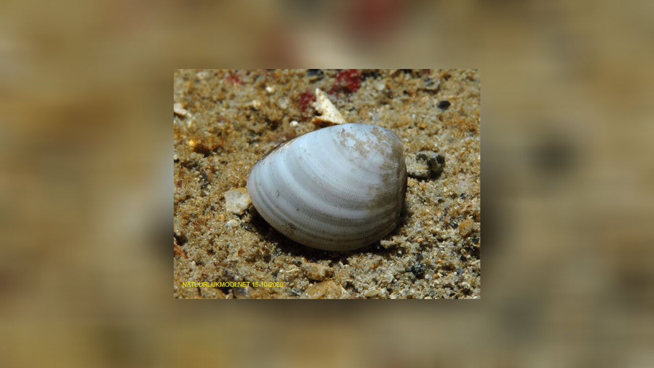 Nucula nucleus Gemeine Nussmuschel