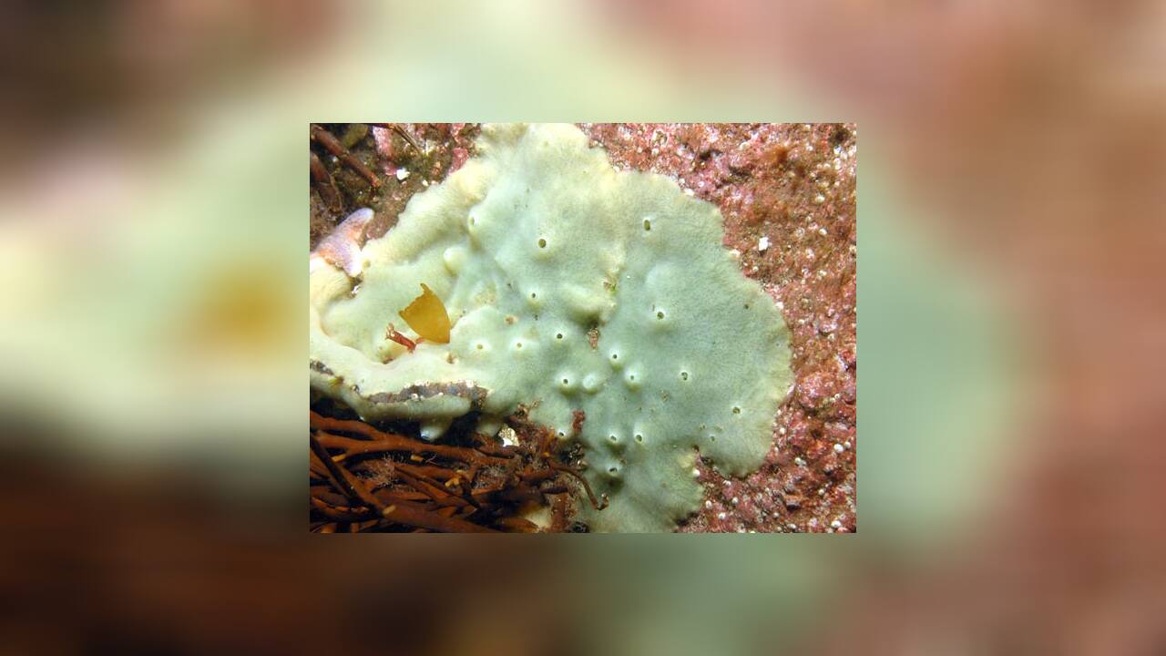 Halichondria (Halichondria) panicea Brotkrumenschwamm