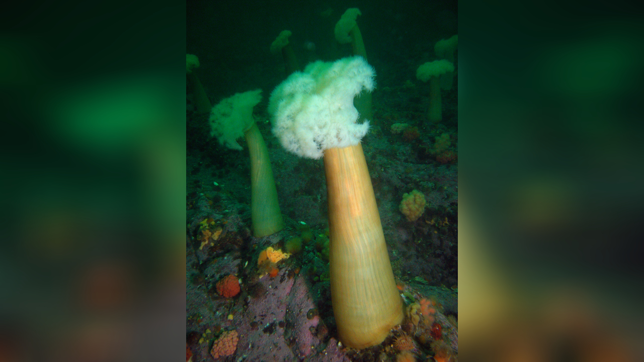 Metridium farcimen Gigantic anemone