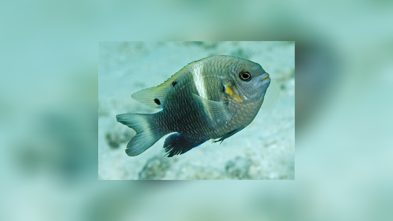 Chrysiptera biocellata Twinspot Damselfish, Two-spot Damselfish, White ...