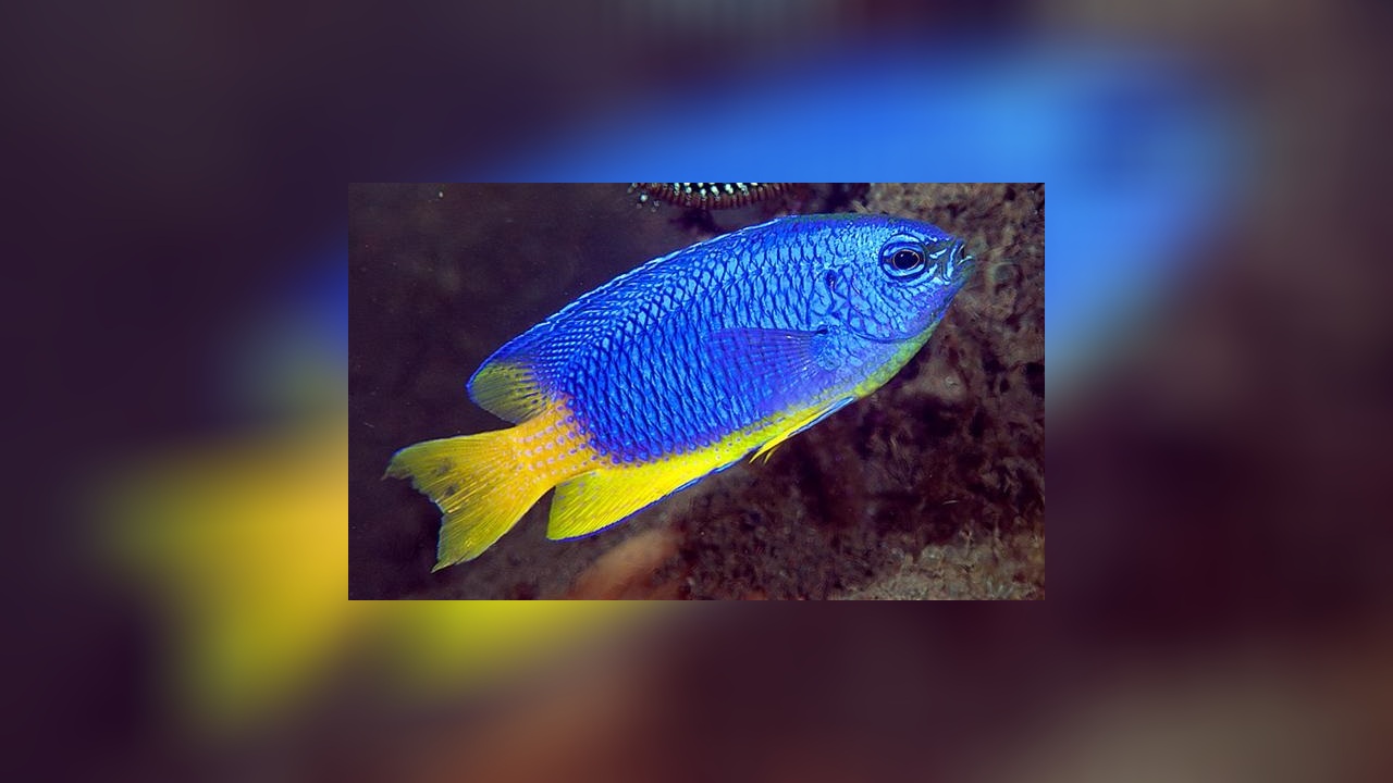 Pomacentrus caeruleus Caerulean Damsel, Blue Damsel