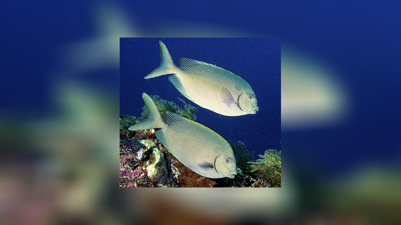 Siganus punctatus Goldspotted spinefoot. Gold-spot Spinefoot ...