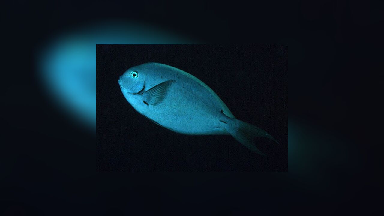 Acanthurus thompsoni Chocolate Surgeonfish, Night Surgeonfish, Thompson ...