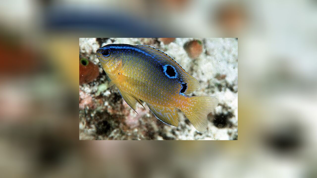 Chrysiptera biocellata Twinspot Damselfish, Two-spot Damselfish, White ...