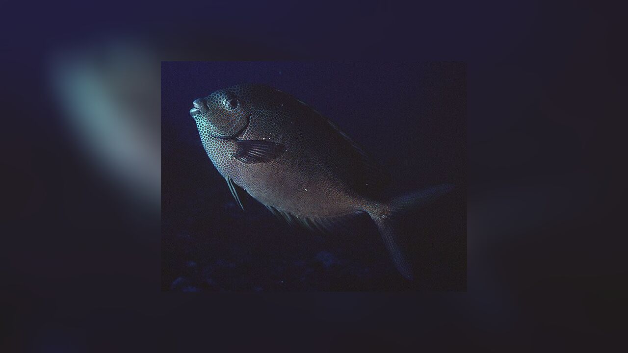 Siganus punctatus Goldspotted spinefoot. Gold-spot Spinefoot ...