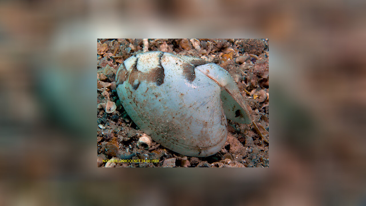 Tellimya ferruginosa Mussel