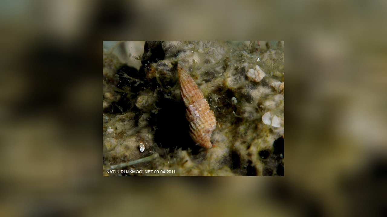 Bittium reticulatum Nadelschnecke