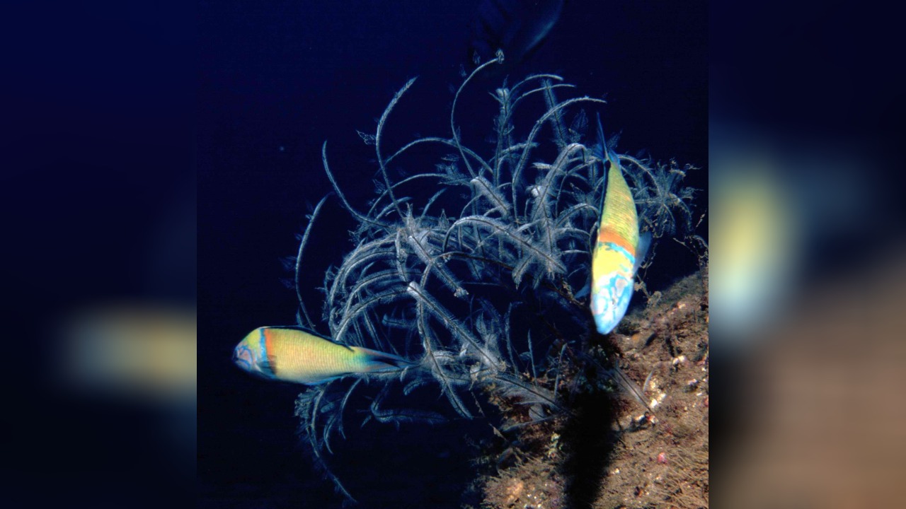 Macrorhynchia philippina White smoky-feathered hydroid,Stinging Hydroid
