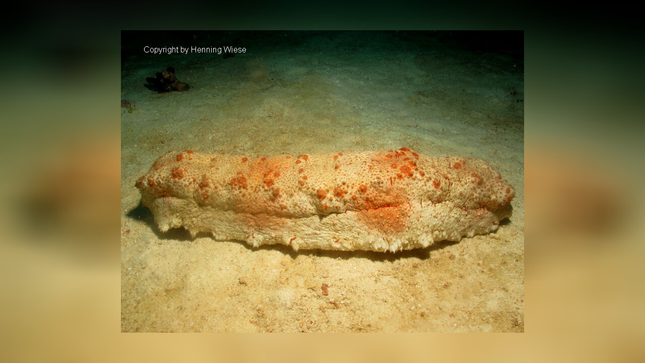 Thelenota anax Amberfish sea cucumber
