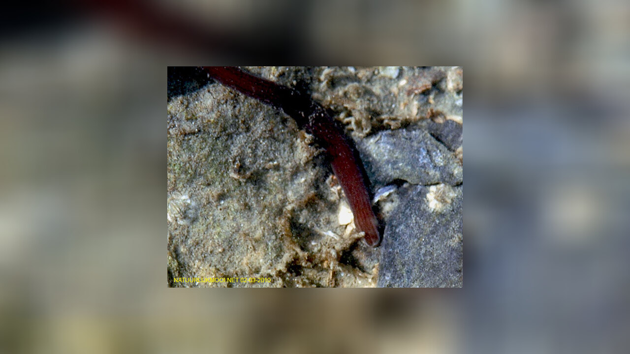 Lineus longissimus Lange Nemertine