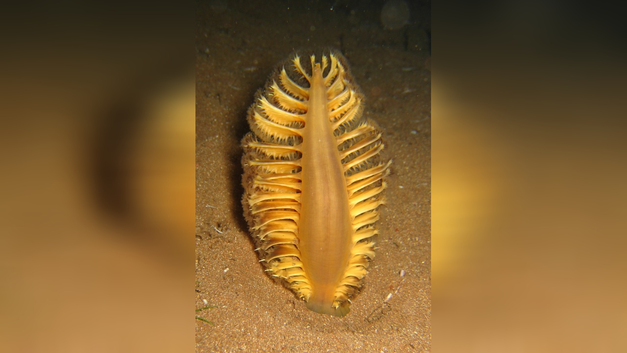 Pteroeides spinosum Seefeder