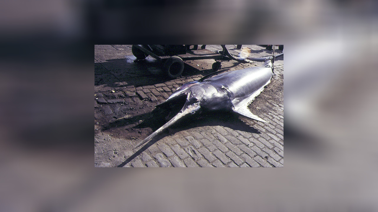 Makaira nigricans Atlantischer Blauer Marlin